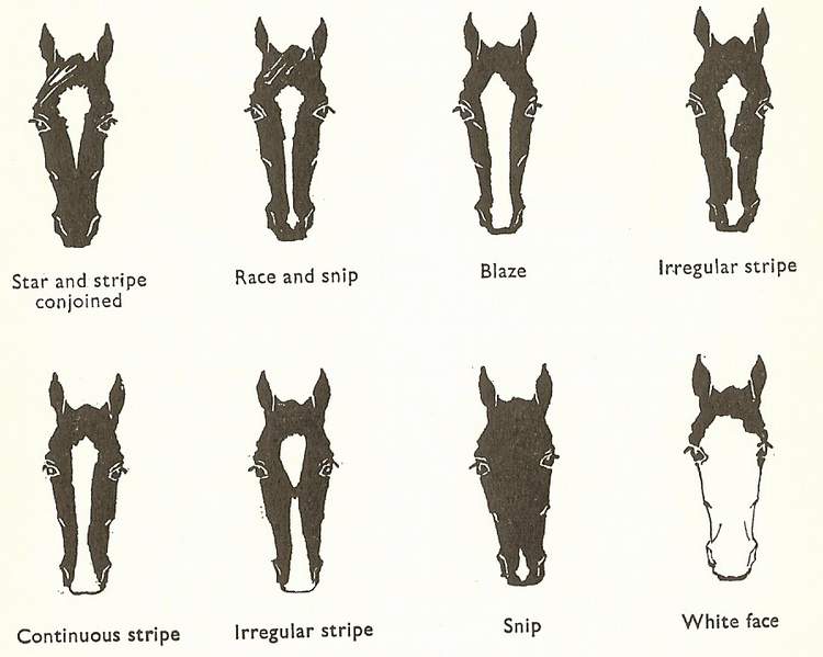 Horse Facial Markings