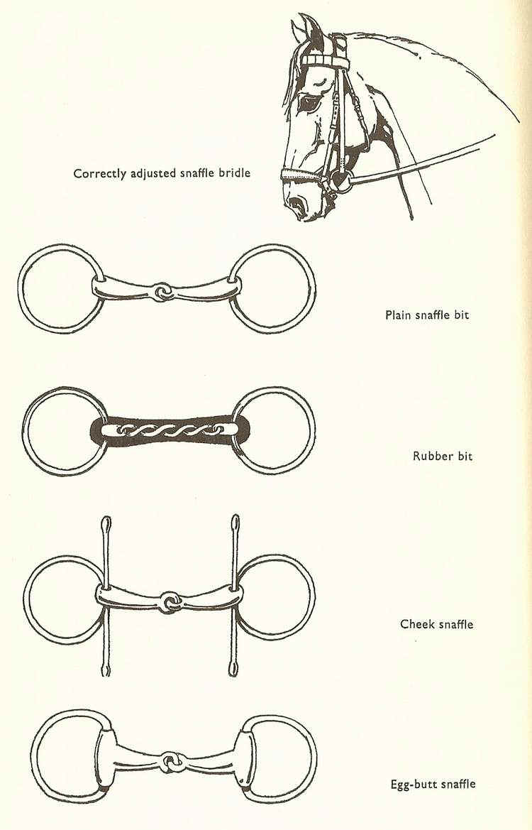 English Horse Tack Diagram at Frank Keith blog